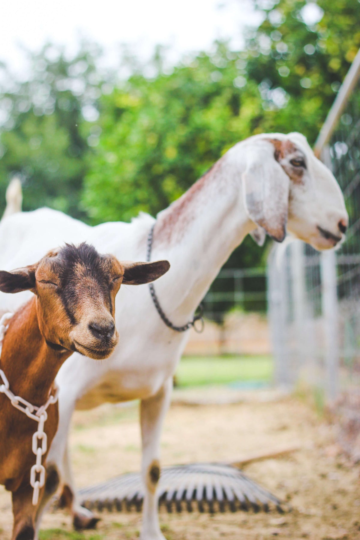 GOAT: BREEDING & CASTRATION SUPPLIES — Bushland Ranch Store