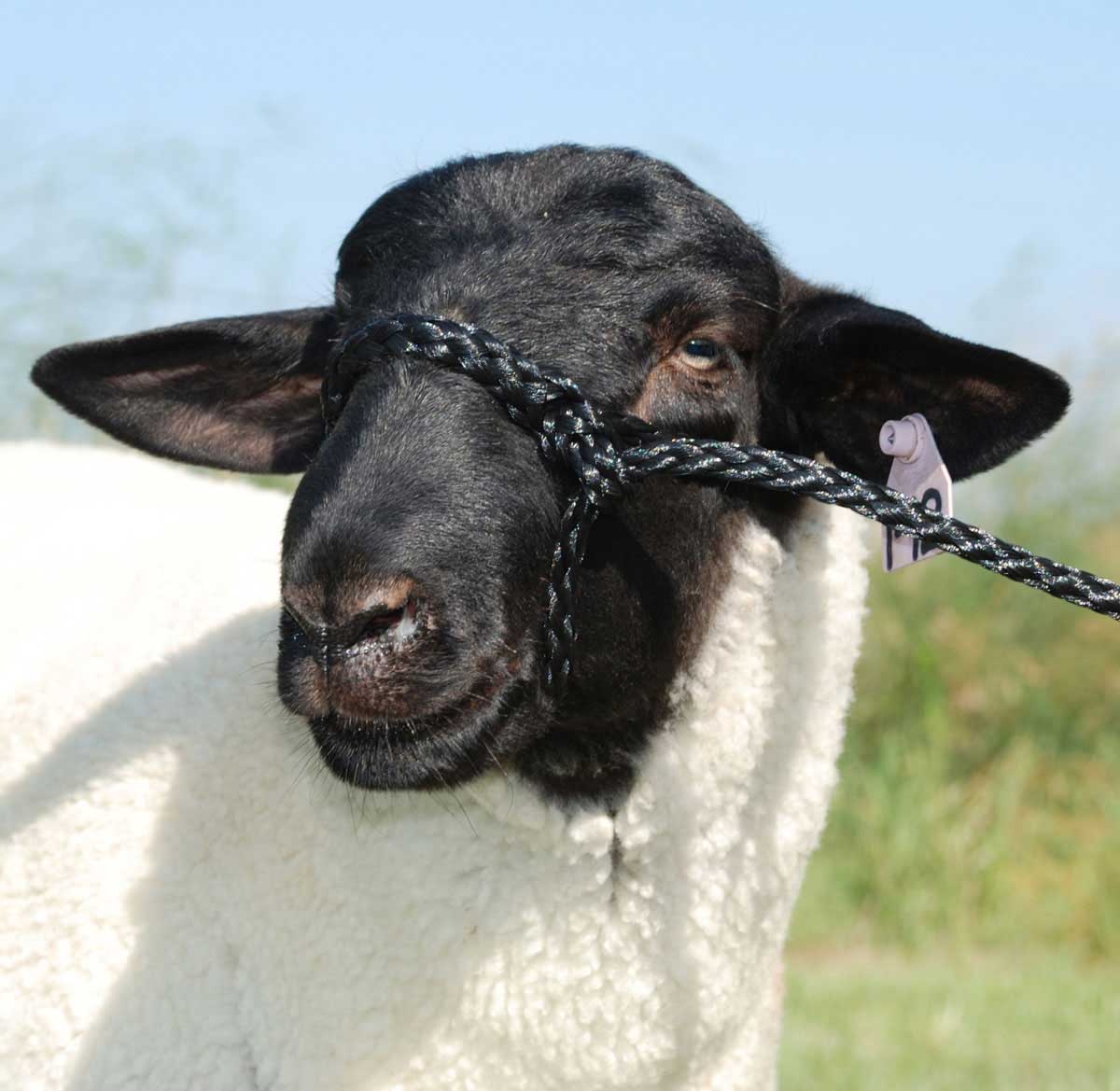 SHEEP HOLDING HALTER BLACK — Bushland Ranch Store